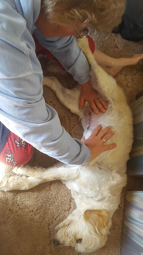 Linda trained my dog Brie as a puppy | Dogs Are Great - Bozeman Montana